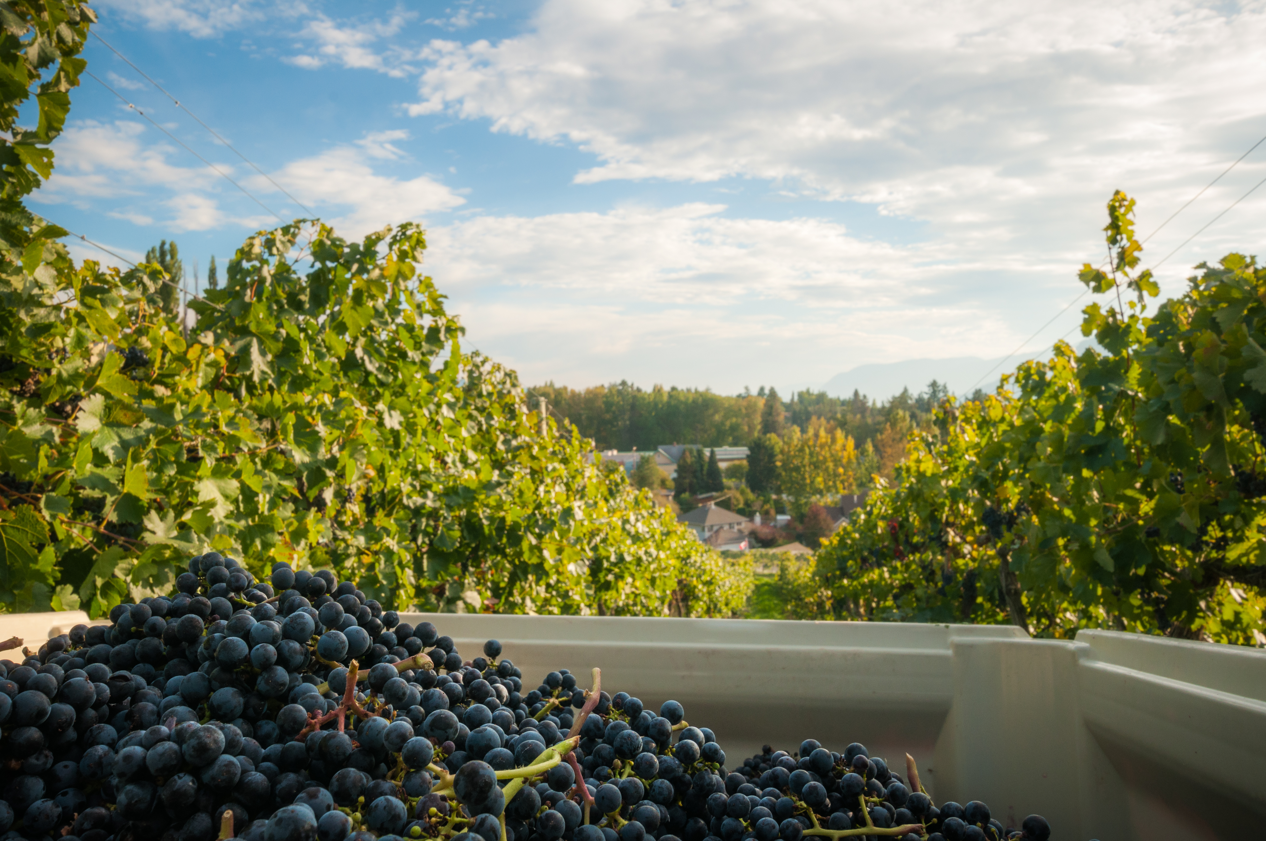 Merlot Grape Clusters in a Plastic Bin, Naramata Bench – Van Westen ...
